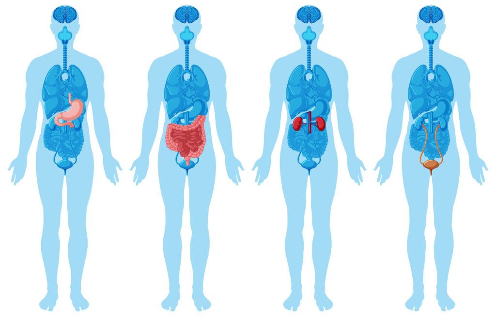 2D Medical Animation Agency in Austin | Austin Visuals